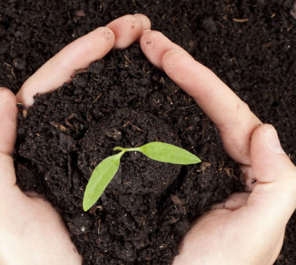 Beneficial micro life in substrates - BVB Substrates