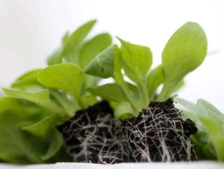 Propagation - BVB Substrates