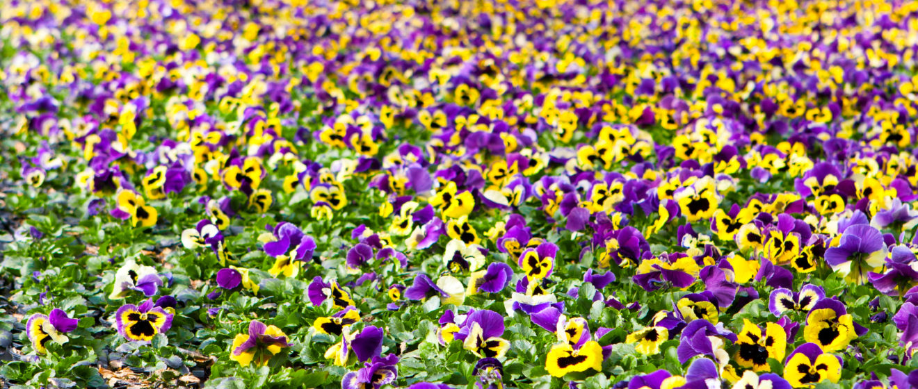 What’s special about our Wood Fiber - BVB Substrates