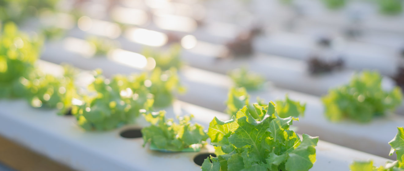 How to conduct a trial in 5 steps - BVB Substrates