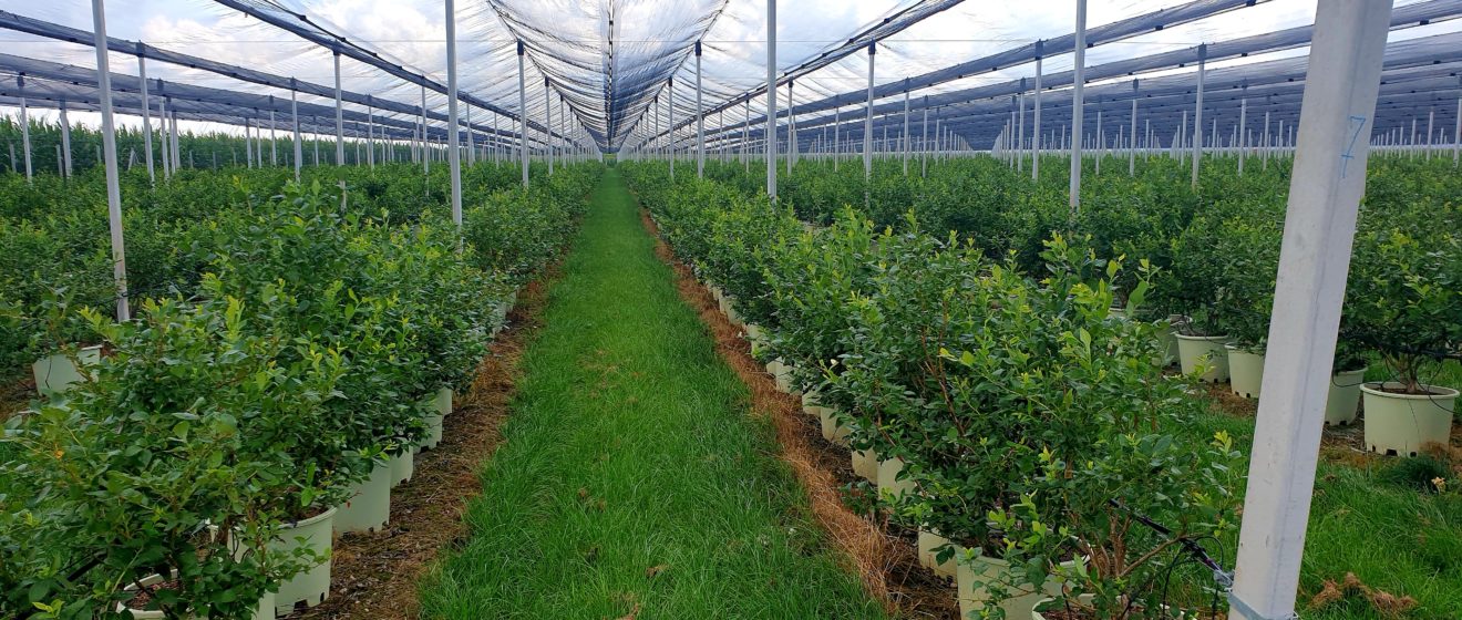 Interview blueberry farmer – Berry Blue - BVB Substrates
