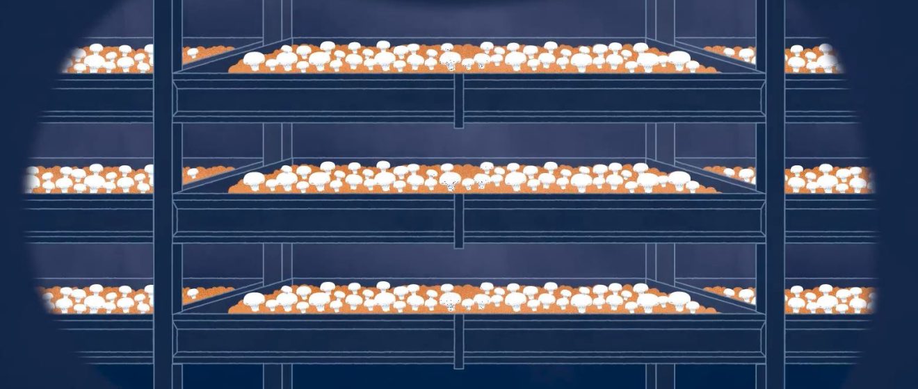 Building progress casing soil factory - BVB Substrates