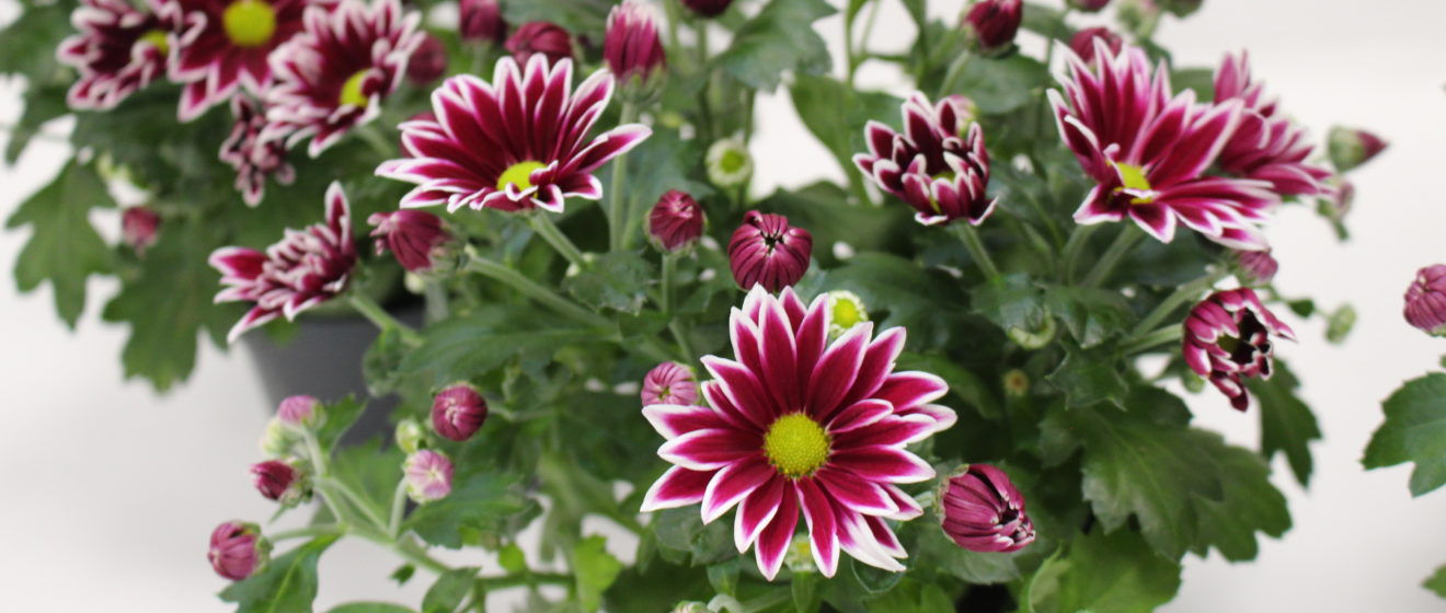 Achieving excellent plant quality - BVB Substrates