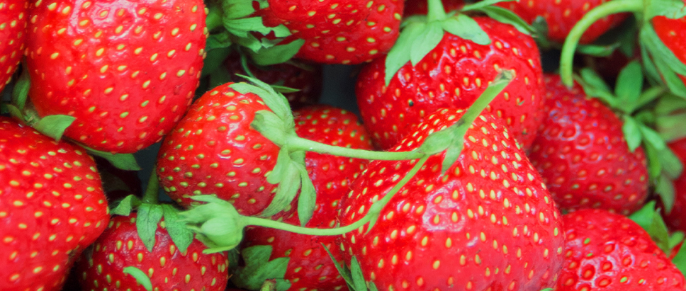 Interview: Strawberry farm open soil - BVB Substrates