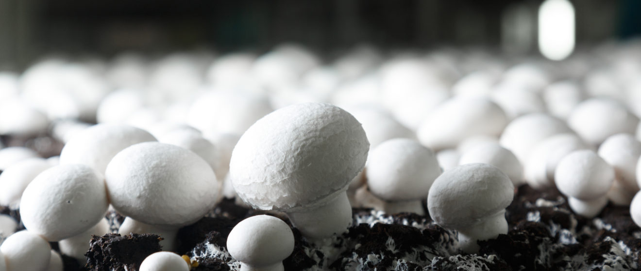 Optimally pre-wet mushroom casing soil - BVB Substrates