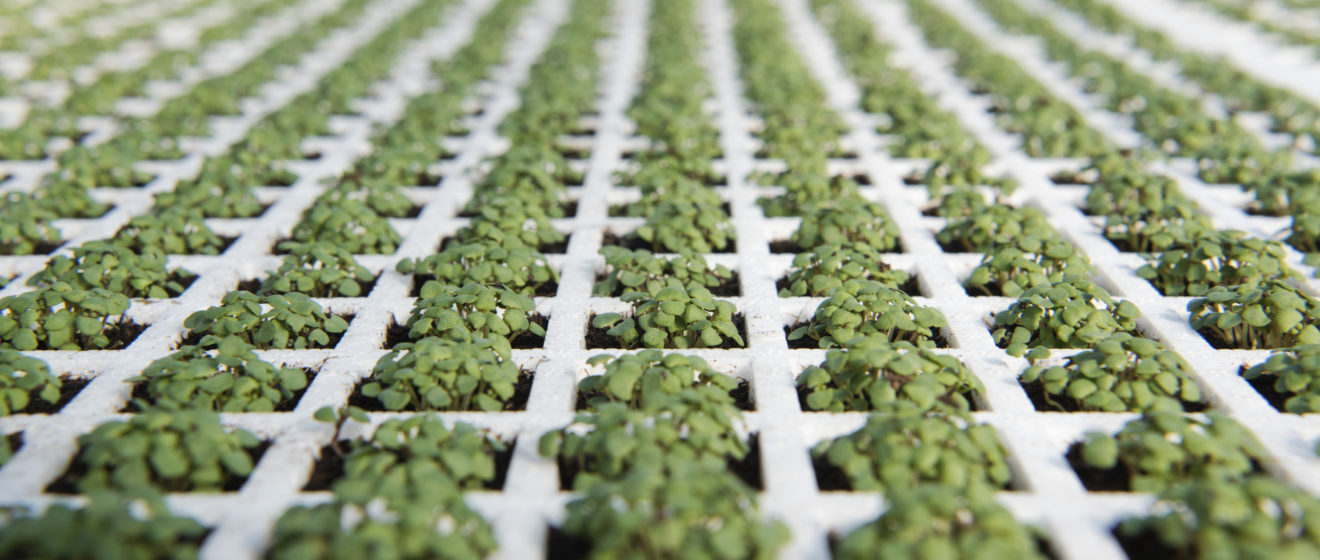 Trials: Data collection and assessment - BVB Substrates