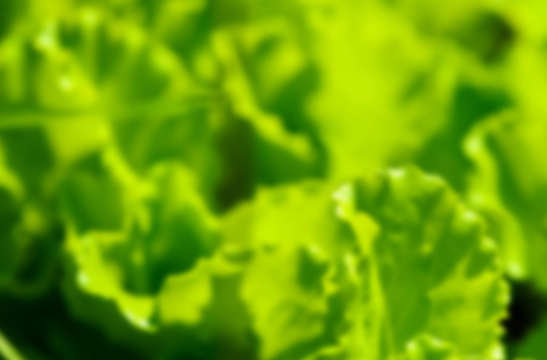 Best soilless substrate performance for leafy greens in hydroponic ...