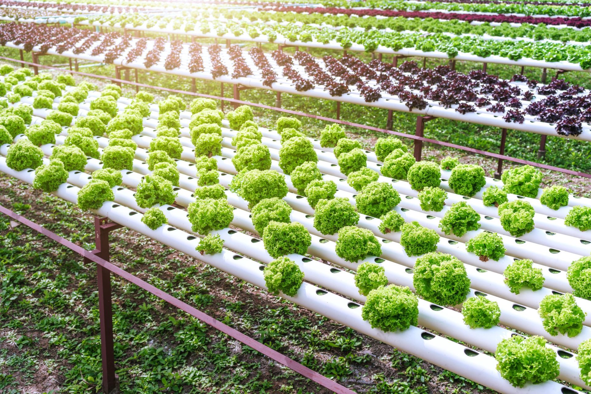 What’s happening in the root zone? - BVB Substrates