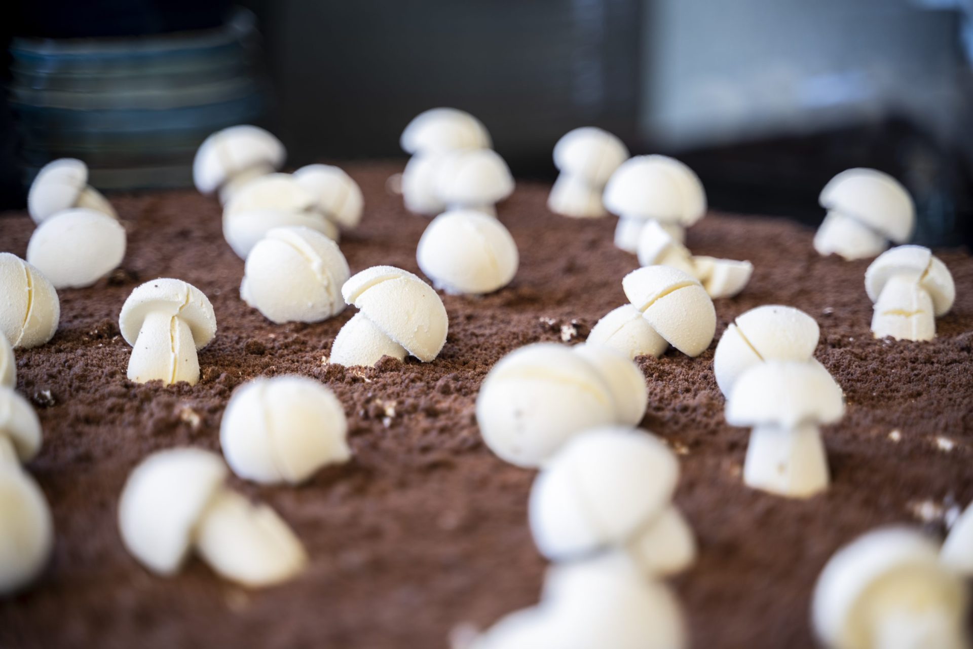 BVB Green Plus: The next generation of casing soil - BVB Substrates