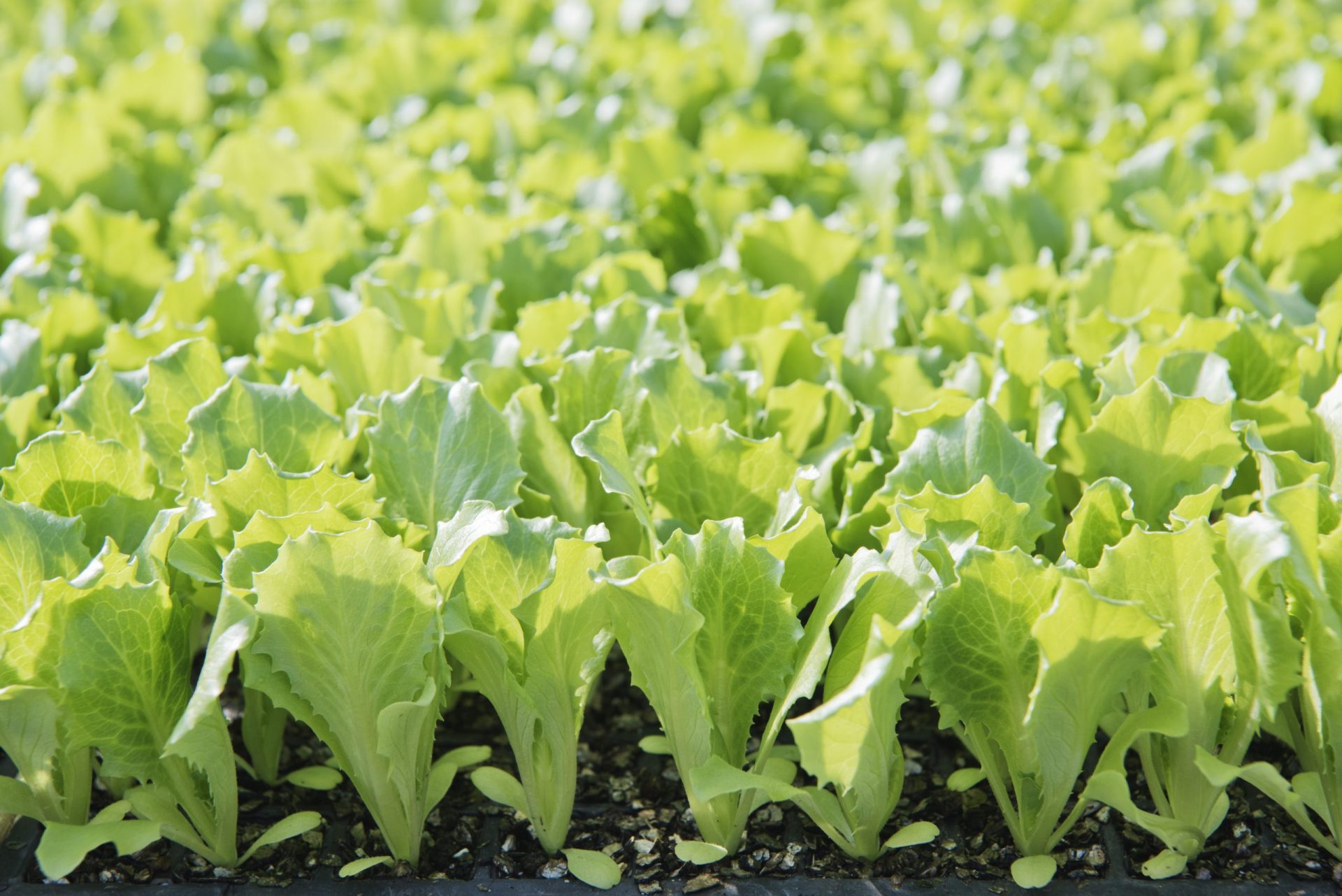 Let's talk lettuce this lettuce month! - BVB Substrates