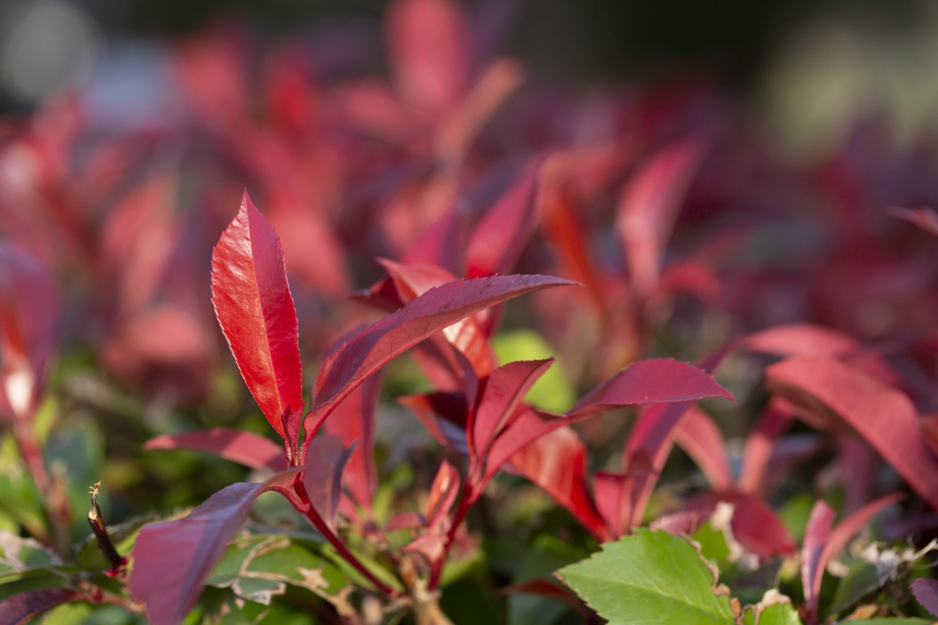 Looking for new raw materials for growing media - BVB Substrates