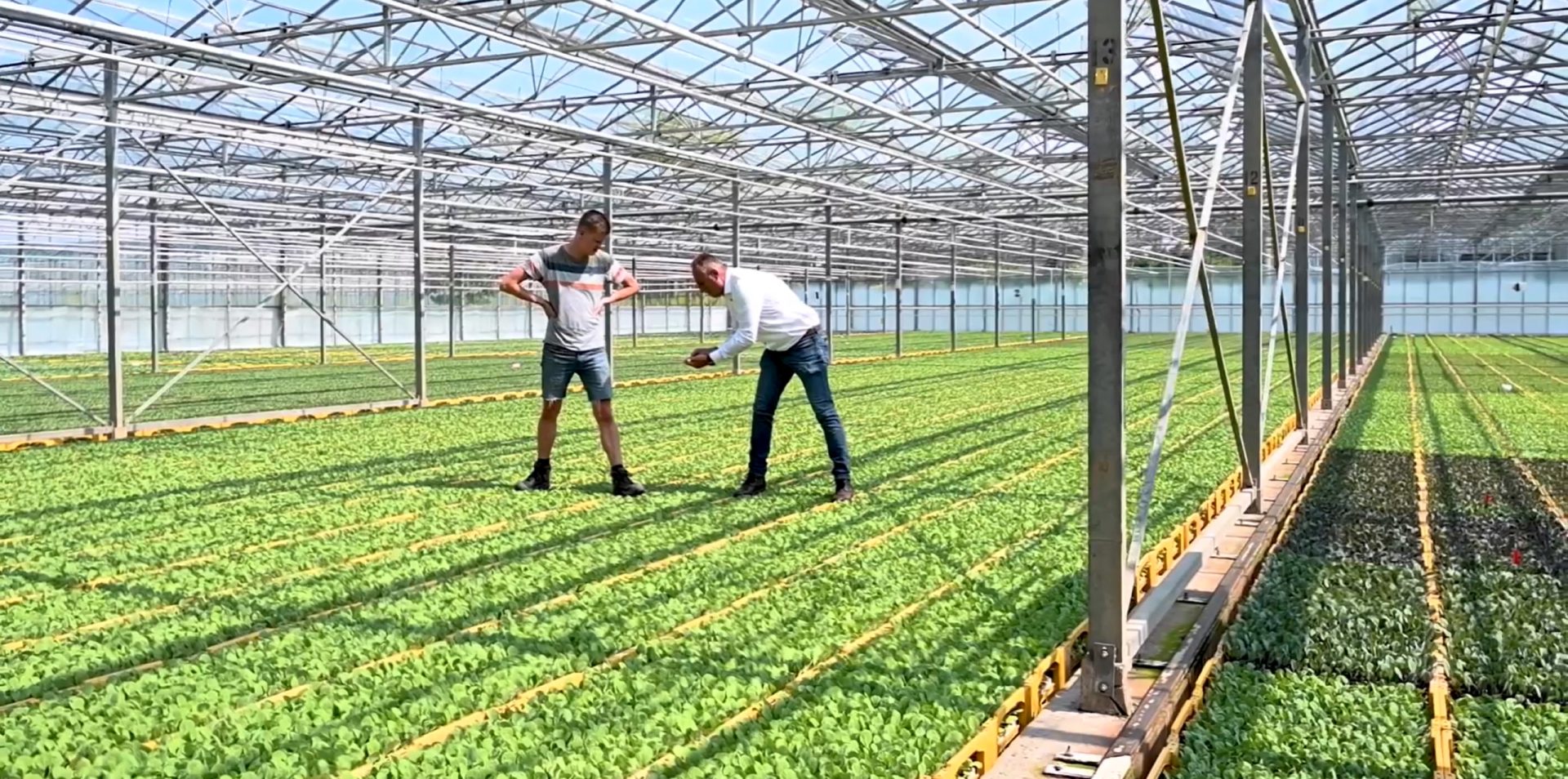 Grower story: Beekenkamp Plants - BVB Substrates
